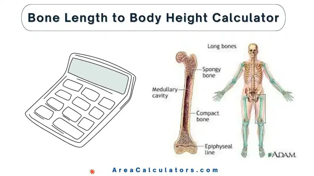 Bone Length to Body Height Calculator - Area Calculators